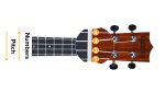 Ukulele String Names and Notes Explained – Learn the Basics of Ukulele ...